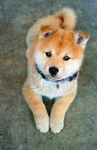 Te lo contamos TODO sobre la Raza de Perro Japonesa Shikoku Inu