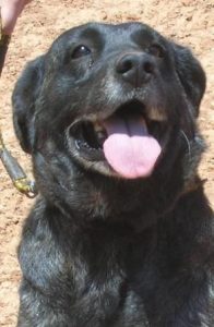 Los desconocidos pero maravillosos perros bardinos o majoreros · Raza