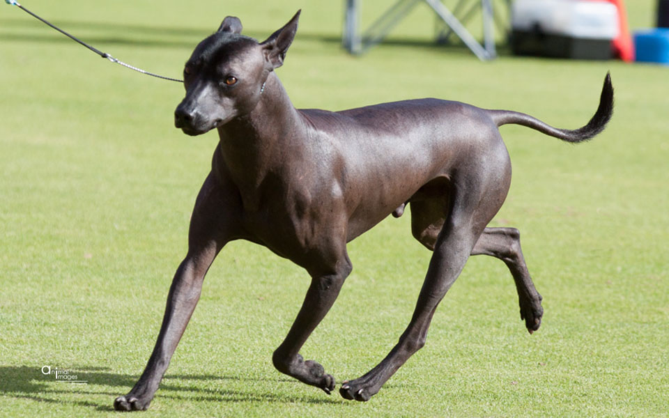 TODO sobre la Raza Xoloitzcuintle, ¡no te lo puedes perder! | Wakyma