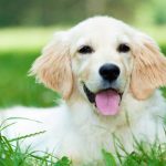 Descubre los aspectos más importantes de la raza de perro Maltés