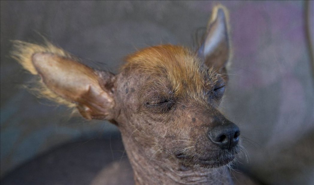 Un amigo canino poco común, el perro pila argentino · Ficha de raza