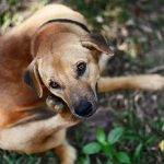 Te lo contamos TODO sobre la Raza de Perro Schnauzer, no te lo pierdas!