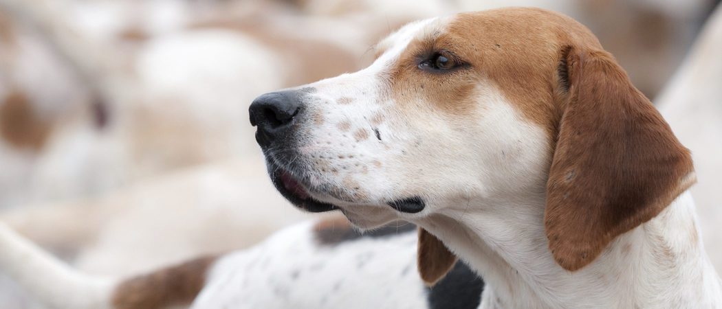 TODO sobre la raza de perro Foxhound Americano. Ficha de la raza