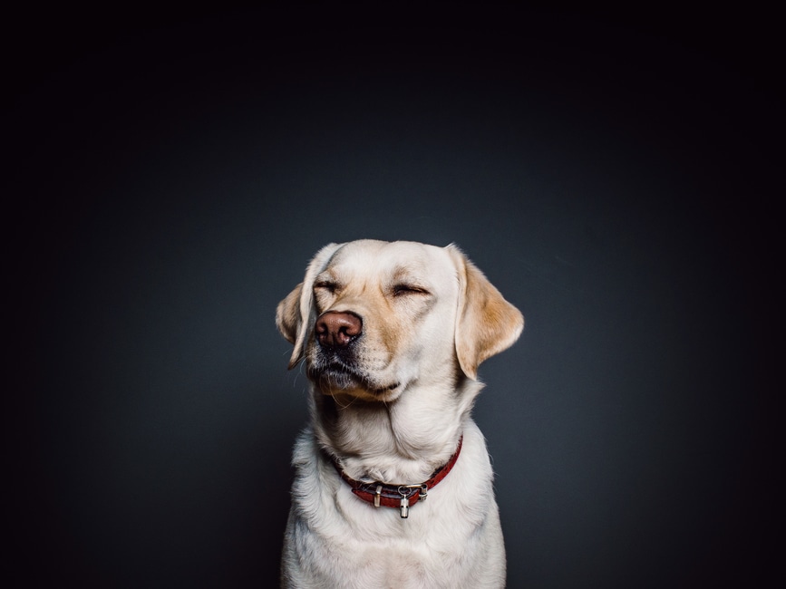 Mi perro es antisocial, ¿qué puedo hacer? · Consejos, adiestramiento