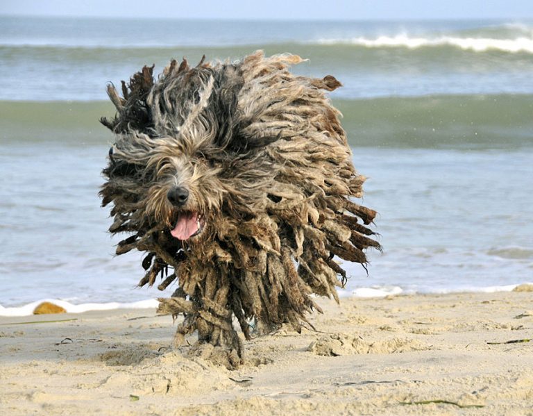 Te lo contamos todo sobre el perro pastor de bergamasco · Wakyma