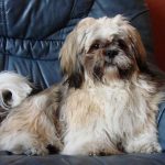 TODO sobre los Perros de la Raza Chow Chow: cuidados, consejos, salud