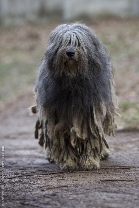 Te lo contamos todo sobre el perro pastor de bergamasco · Wakyma
