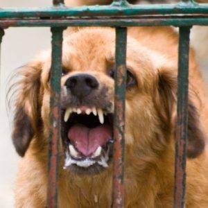 Cómo saber si un perro tiene rabia · Síntomas de rabia en perros