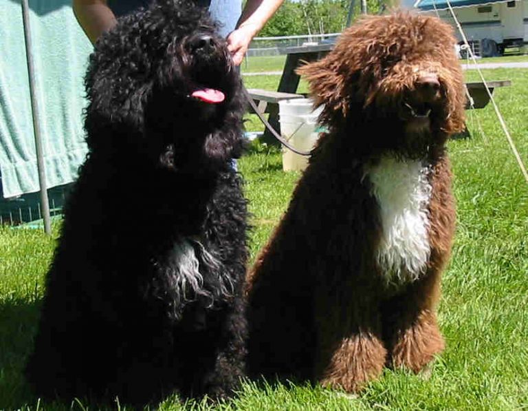Te lo contamos TODO sobre La Raza de Perro Barbet, ¡descúbrelo!