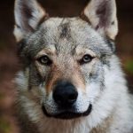 TODO sobre el Carácter del Perro Lobo Checoslovaco · Raza de Perro