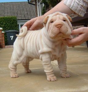 TODO sobre la Fiebre del Shar Pei: Sintomas y tratamiento | Wakyma