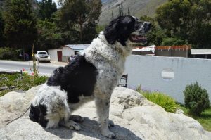 TODO sobre la Raza de Perros Mucuchíes, ¡aquí lo tienes TODO!