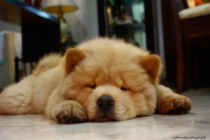 TODO sobre los Perros de la Raza Chow Chow: cuidados, consejos, salud
