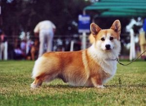 TODO sobre el perro Welsh Corgi Pembroke: Comportamiento, Salud...