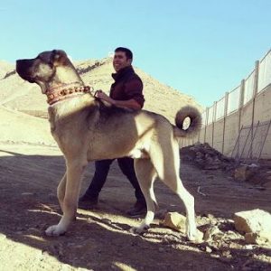 Te lo contamos TODO sobre el Perro Turco Kangal, ¡descubre la Raza!