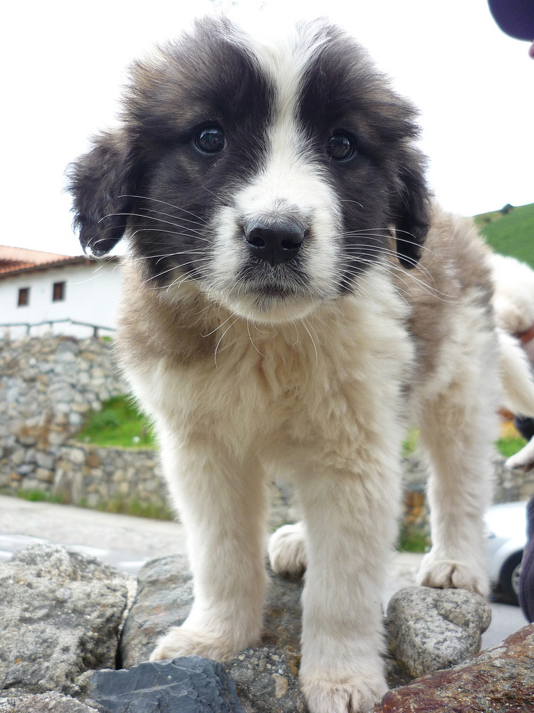 TODO sobre la Raza de Perros Mucuchíes, ¡aquí lo tienes TODO!