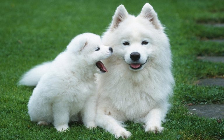 TODO sobre la Raza de Perro Samoyedo, ¡un peludito encantador!