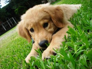 ¿Te gusta el perro Golden Retriever? Descúbrelo todo sobre esta raza
