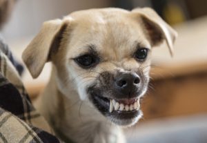 Descubre TODOS los Síntomas de Rabia en Perros, ¡no te lo pierdas!