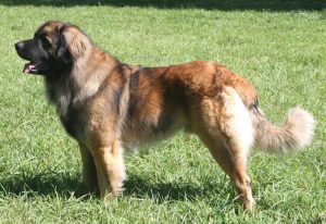 TODO sobre la Raza de Perro Leonberger, ¡entérate de TODO! | Wakyma