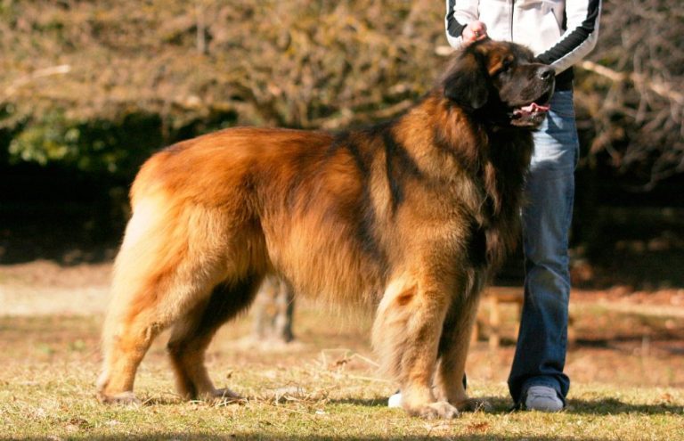 TODO sobre la Raza de Perro Leonberger, ¡entérate de TODO! | Wakyma