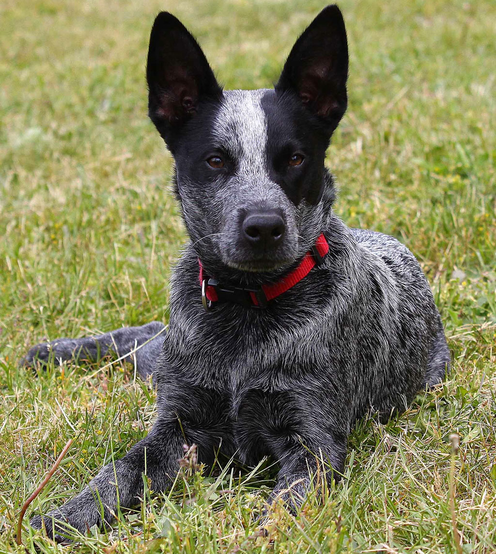 El fascinante Perro Boyero Australiano o Pastor Ganadero Australiano