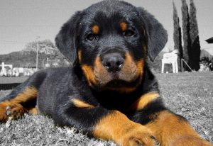 La Raza de Perro Rottweiler: una perro fascinante que hay que conocer