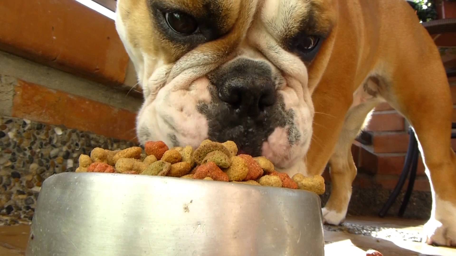 Errores que no debes cometer a la hora de alimentar a un perro
