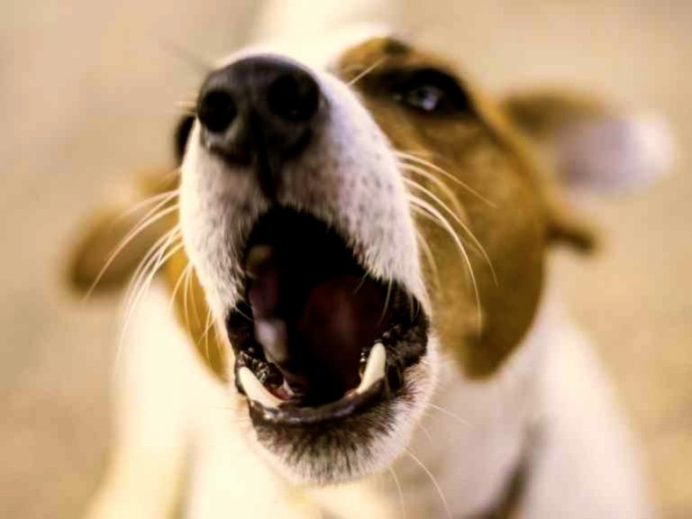 6 consejos para controlar los ladridos de tu perro - Wakyma