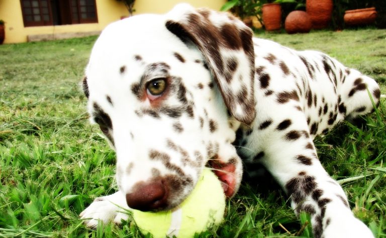 Te lo contamos TODO sobre los Perros Dálmata: Comportamiento...