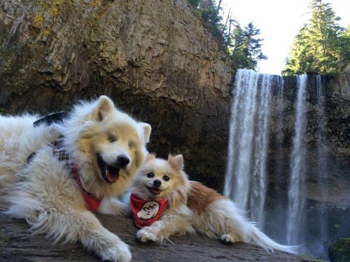 Descubre la amistad entre un perro ciego y su perro lazarillo · Wakyma