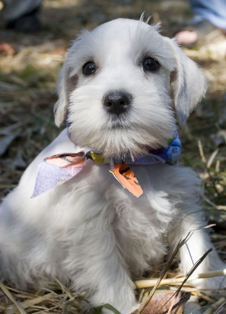Schnauzer: características, carácter y cuidados de la raza