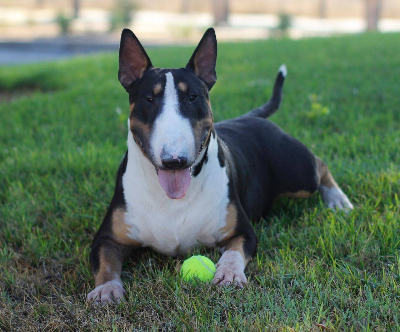 Descubre la Raza de perros Bull Terrier Inglés MINIATURA, ¡te encantará!