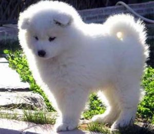 TODO sobre la Raza de Perro Samoyedo, ¡un peludito encantador!