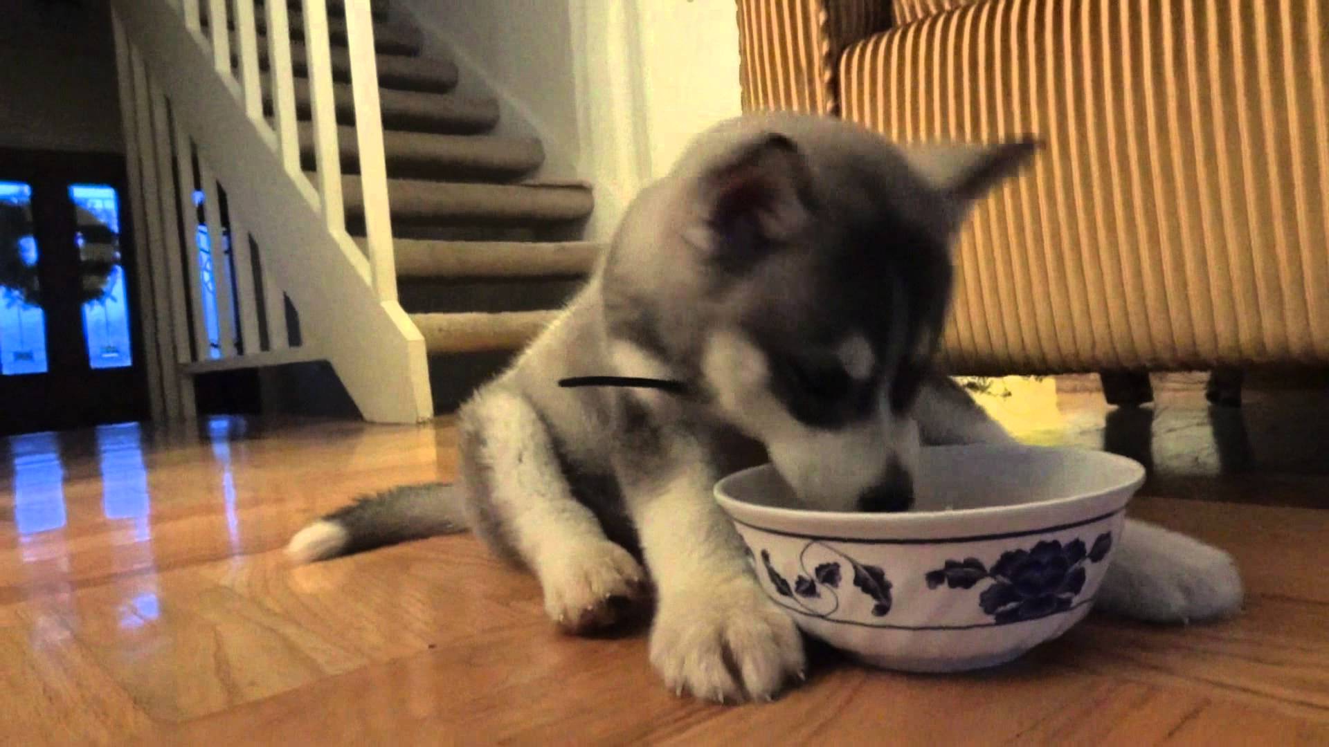 Mi perro come muy rápido, ¿qué puedo hacer? · Consejos Wakyma