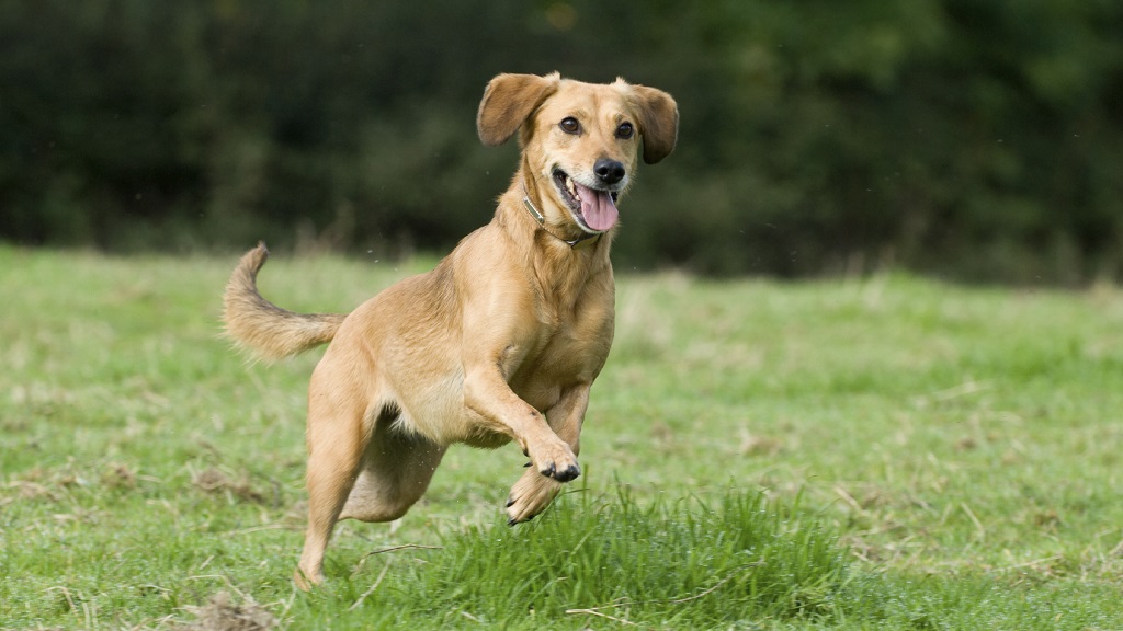Descubre estos 7 hechos sobre animales... ¡Te dejarán impactado!