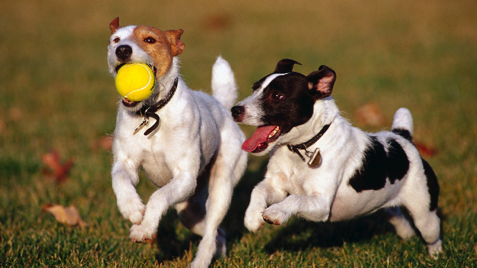 Consejos CLAVe para Educar a tu Perro Adoptado, ¡descúbrelo! · Wakyma