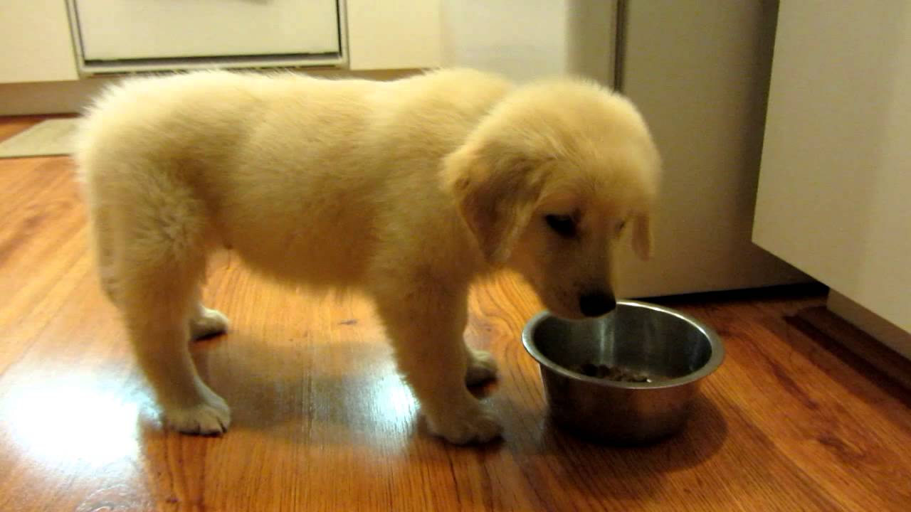 Mi perro come muy rápido, ¿qué puedo hacer? · Consejos Wakyma