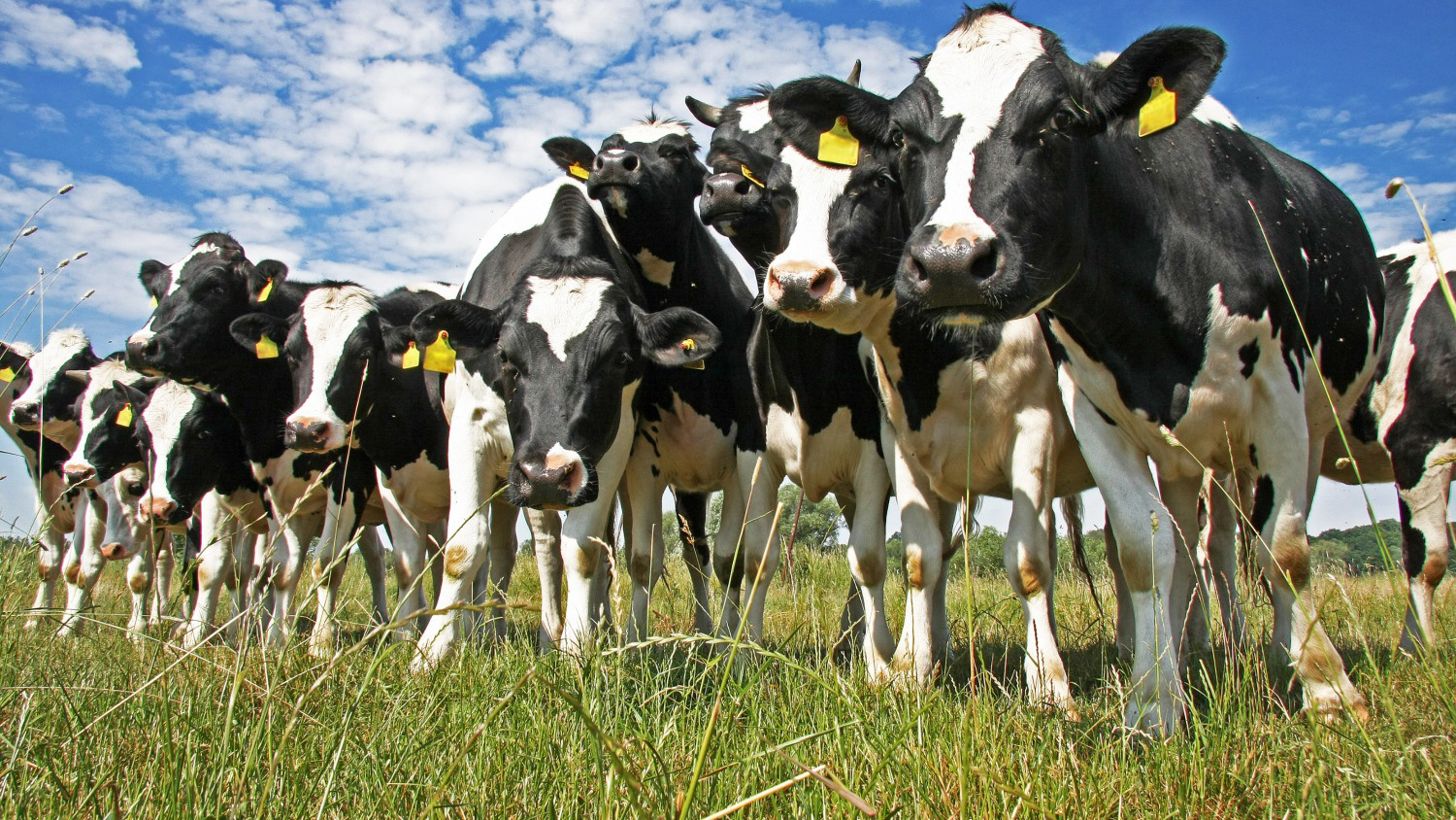 5 Cosas que te harán ver a los Animales de Granja, ¡de diferente manera!
