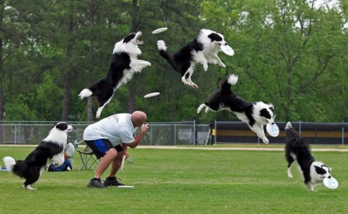 Cómo desarrollar la inteligencia de tu perro... ¡jugando! · Wakyma