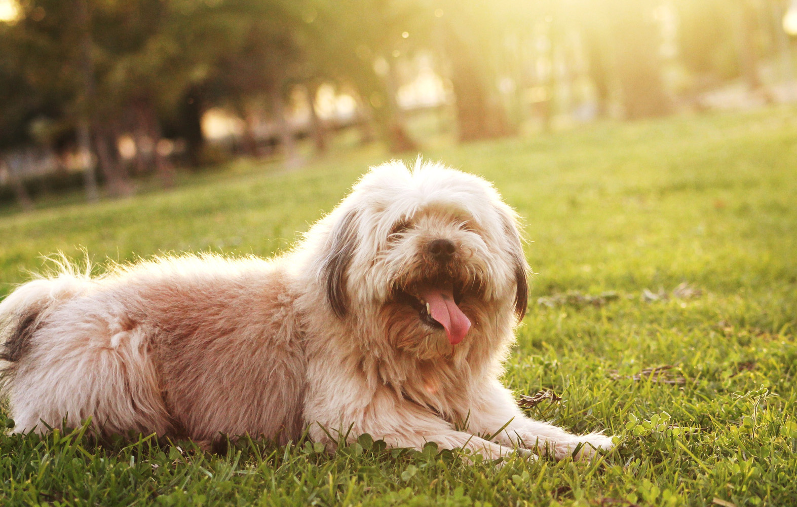 PROBLEMAS en la TIROIDES pueden tener los Perros, ¡descúbrelo!
