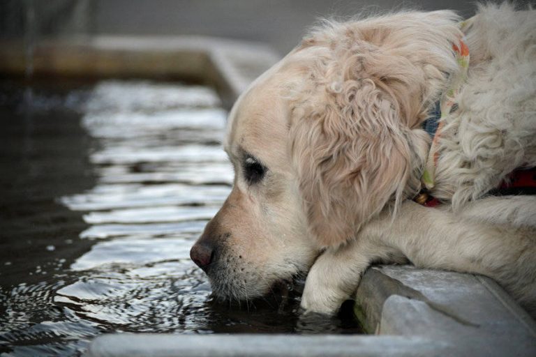 ¿Por qué Mi Perro tiene Mucha Sed? ¡Te Explicamos las Razones!