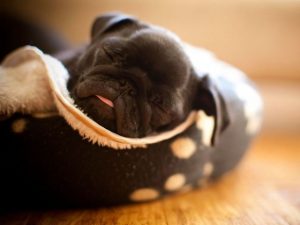 ¡Mi Perro RONCA! Descubre por qué roncan los Perros y si es normal o no