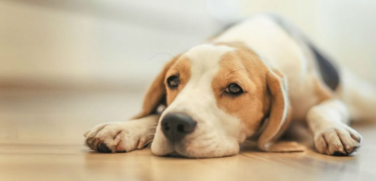 ¿Cómo puedo Saber si mi Perro está Delgado o Gordo? ¡Descúbrelo!
