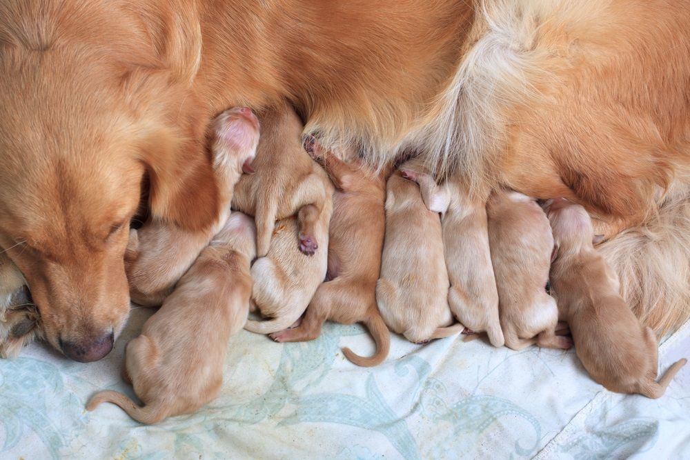 Mastitis En Perros S ntomas Y Tratamiento Todo En Wakyma Mastitis En Perros S ntomas Y Tratamiento Todo En Wakyma