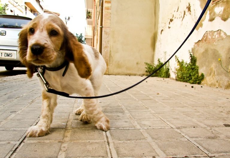 5 Razones para adoptar a un perro · Concienciación animal en Wakyma