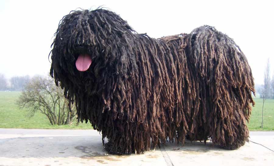 10 MEJORES Razas de Perros Guardianes. ¡Sorpréndete! | wakyma