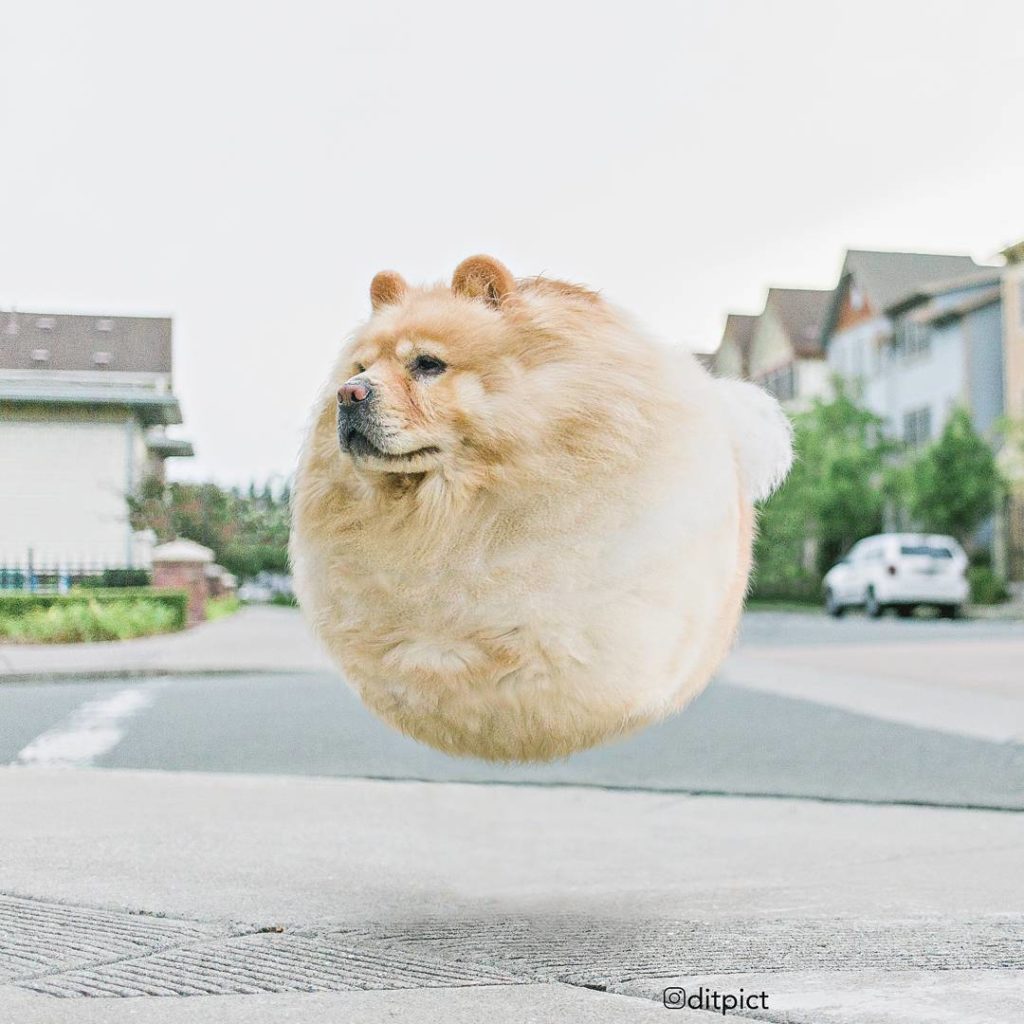 Animales con formas geométricas ¡Descúbrelos! | Wakyma