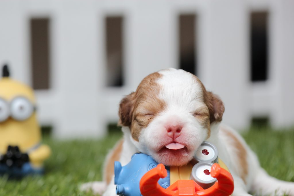 Lactancia en perros: conoce todo sobre este periodo