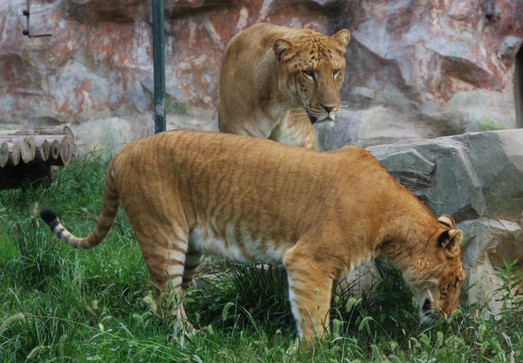 Descubre los animales exóticos más curiosos del mundo